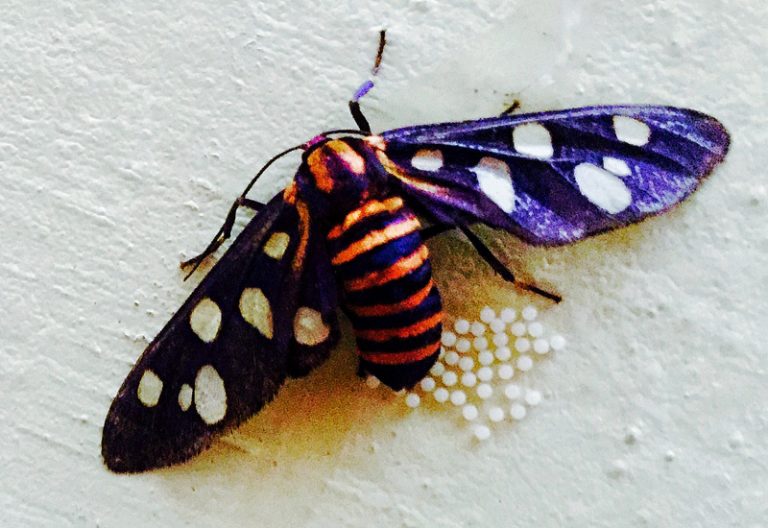 Tiger Moth: All You Need to Know in a Nutshell - What's That Bug?