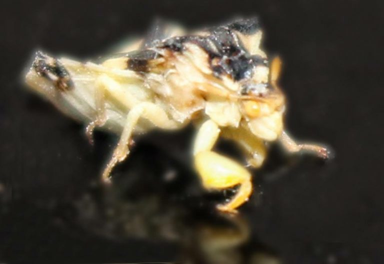 Ambush Bugs: All You Need To Know For A Bug-Savvy Backyard - What's ...