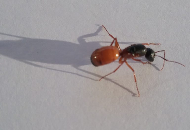 Carpenter Ants: All You Need To Know In A Quick Guide - What's That Bug?