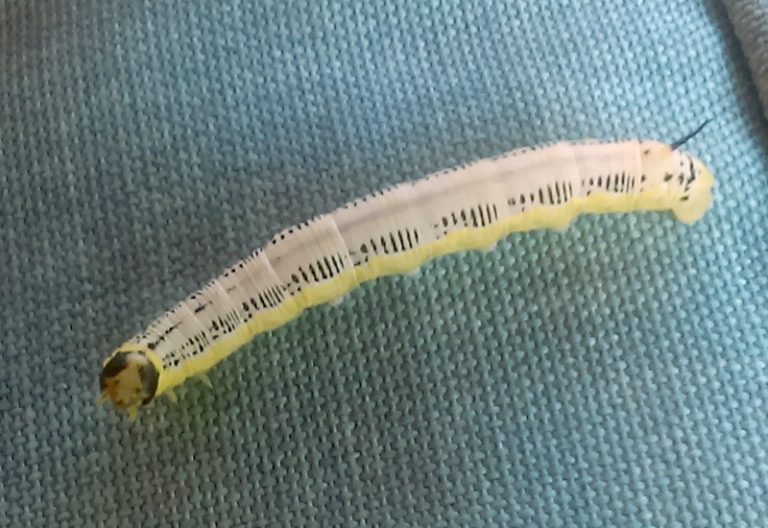 Catalpa Sphinx Moth: Essential Facts And Tips - What's That Bug?