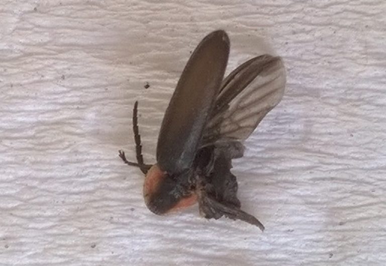 Where To Find Fireflies In California - What's That Bug?