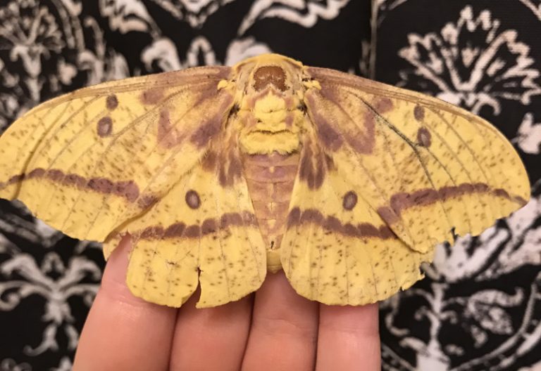 Imperial Moth: All You Need To Know In A Quick Guide - What's That Bug?