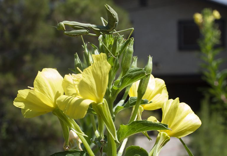 California Mantis: Understanding Its Behavior And Habitat - What's That ...