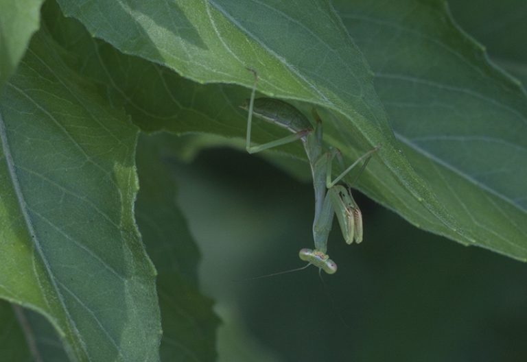 California Mantis: All You Need to Know for a Fascinating Discovery ...