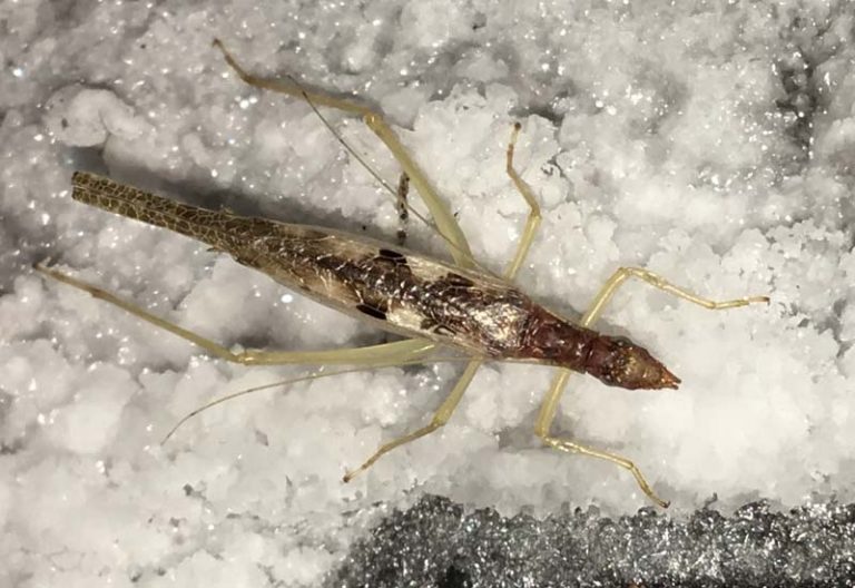 Tree Crickets: All You Need To Know - Quick And Friendly Guide - What's ...