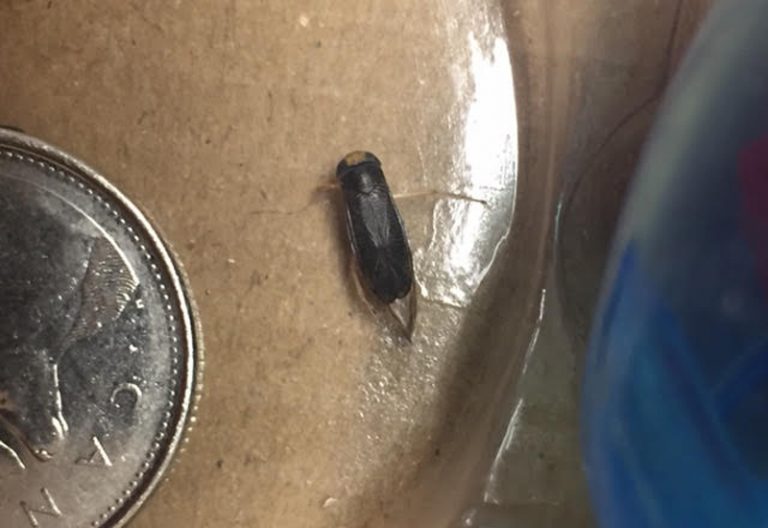 Water Boatmen: All You Need to Know - Discover These Fascinating ...