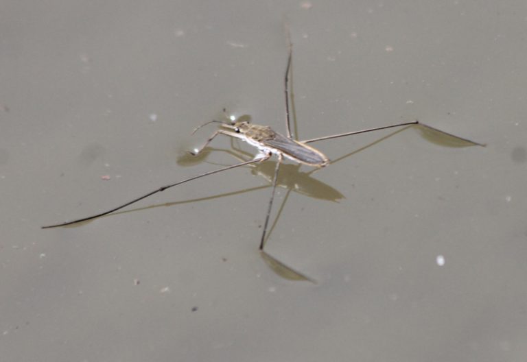 Can Water Striders Walk On Oil? Investigating Insect Adaptability ...