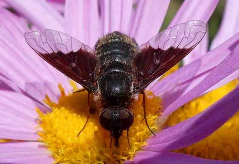 Bee Fly: All You Need To Know For A Buzzing Encounter - What's That Bug?