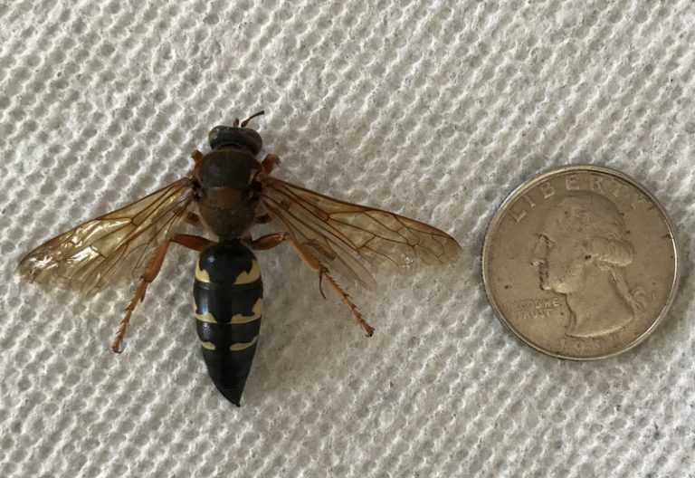 Cicada Killer: All You Need To Know - What's That Bug?