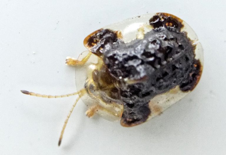 Clavate Tortoise Beetle: Essential Facts Uncovered - What's That Bug?