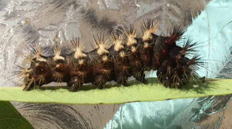 American Dagger Moth Life Cycle: Unraveling The Mystery Of This ...