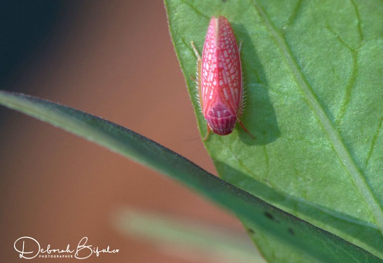 Leafhopper: All You Need To Know About These Garden Pests - What's That ...