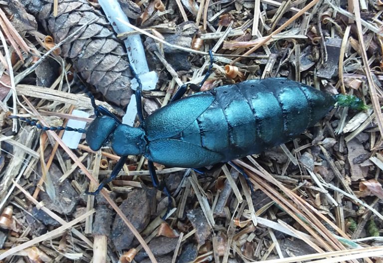 Are Oil Beetles Dangerous? A Quick Guide To Assessing Risks - What's ...