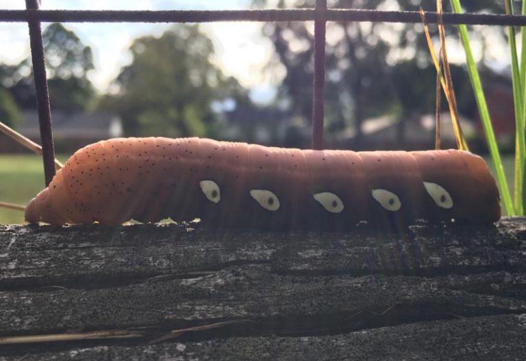 Pandora Sphinx Moth: Essential Facts And Insights - What's That Bug?