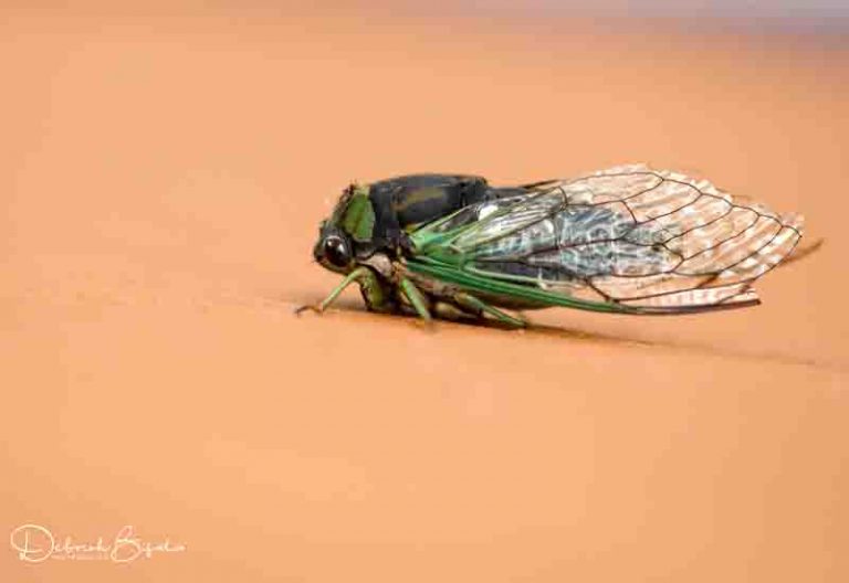 Unveiling 4 Types Of Enemies Of Cicada Killer Predators - What's That Bug?