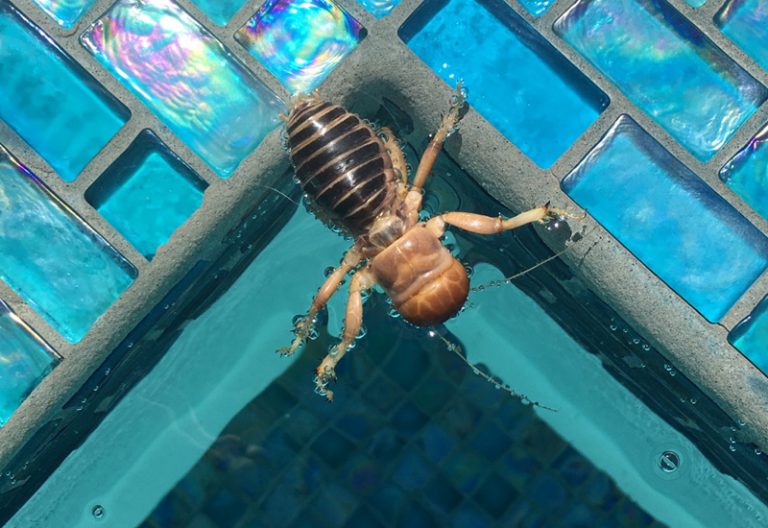 Where Do Jerusalem Crickets Live? Uncovering Their Secret Habitats ...