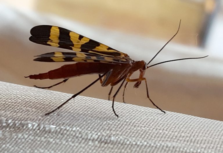 Delve Into The World Of The Scorpion Fly: Essential Insights Revealed ...