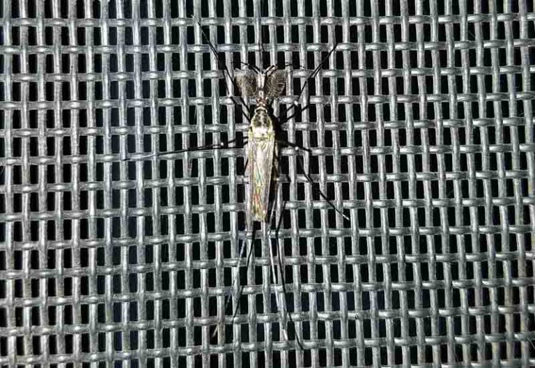 Mosquito Adaptations: Unveiling Nature's Pesky Innovators - What's That ...