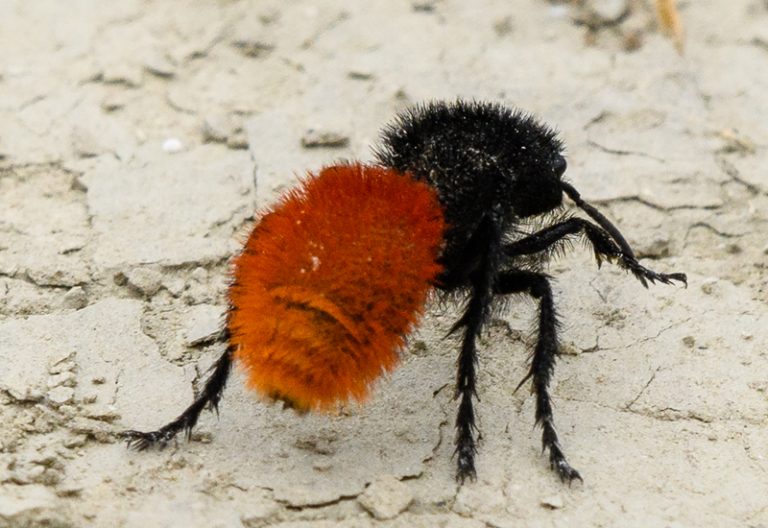 What Is A Cow Killer? Why Are Red Velvet Ants Called So? - What's That Bug?
