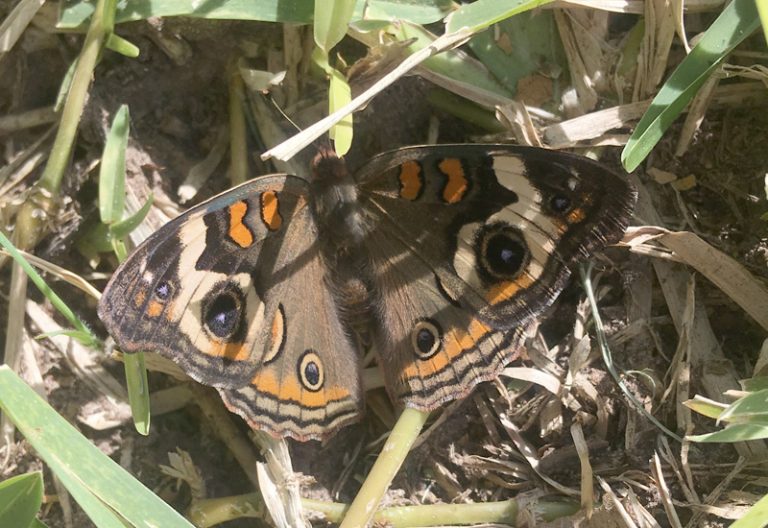 Common Buckeye: Essential Facts And Tips For Butterfly Enthusiasts ...