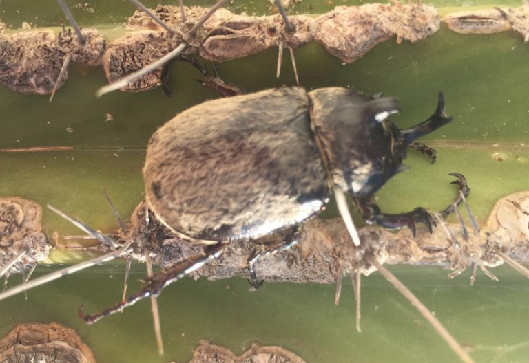 Elephant Beetle: All You Need To Know In A Nutshell - What's That Bug?