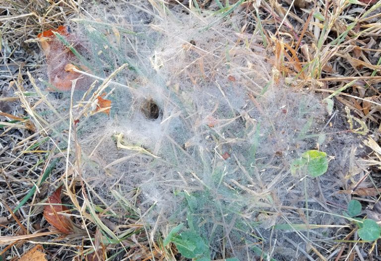 Funnel Web Spider: All You Need To Know In A Nutshell - What's That Bug?