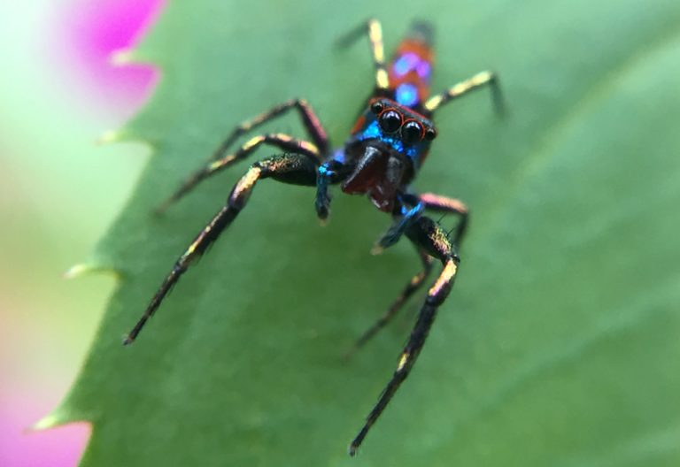 Exploring The Habitats Of Jumping Spiders Around The World - What's ...