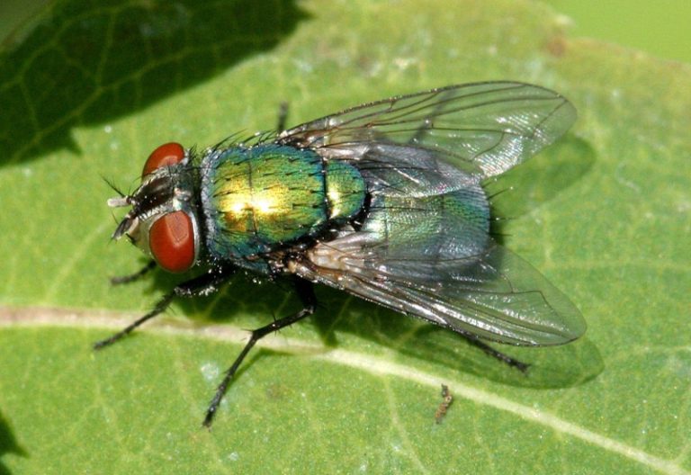 Blow Fly: All You Need To Know For Effective Pest Control - What's That ...