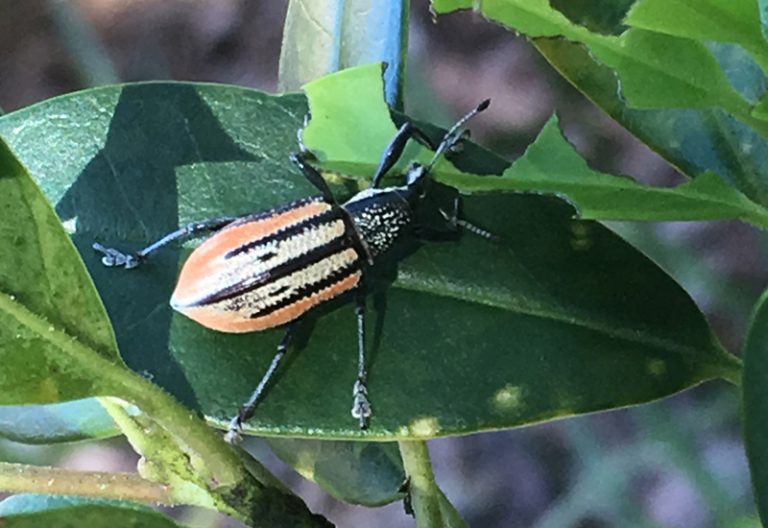 Diaprepes Root Weevil Control: Helpful Tips - What's That Bug?