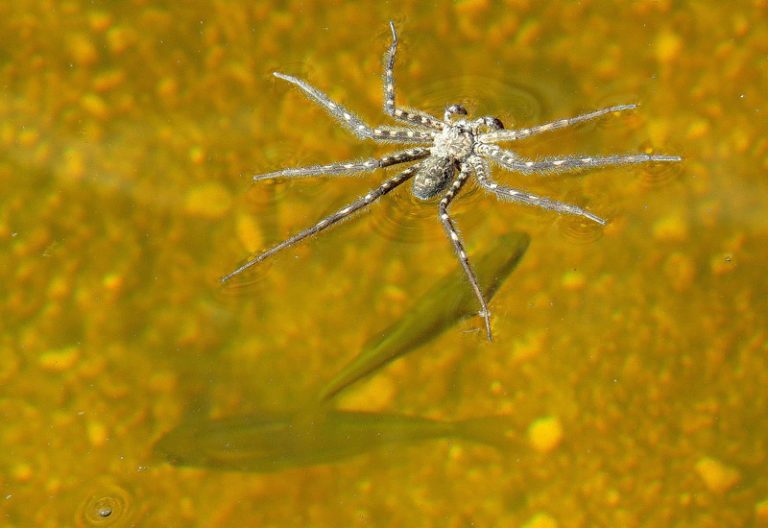 What Do Fishing Spiders Eat: A Friendly Guide to Their Diet - What's ...