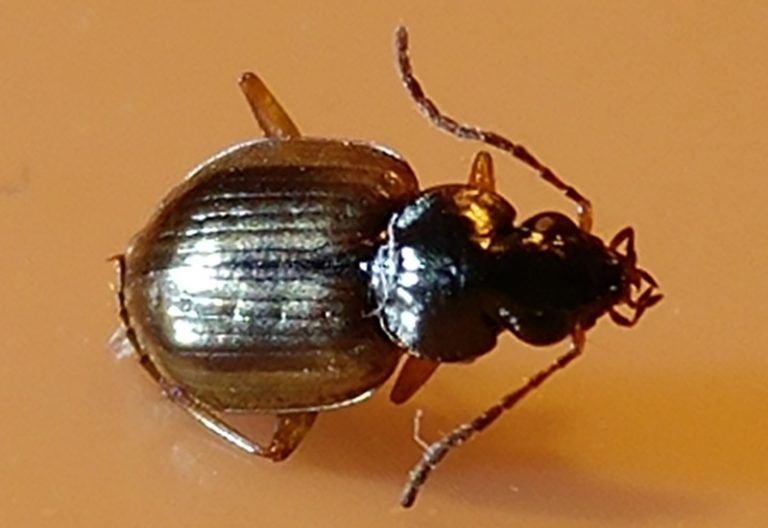 Do Beetles Fly? Uncovering The Mystery Behind Their Wings - What's That ...