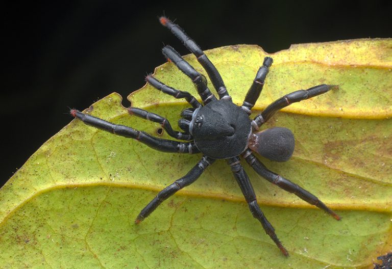 Are Trapdoor Spiders Poisonous? Unveiling The Truth - What's That Bug?