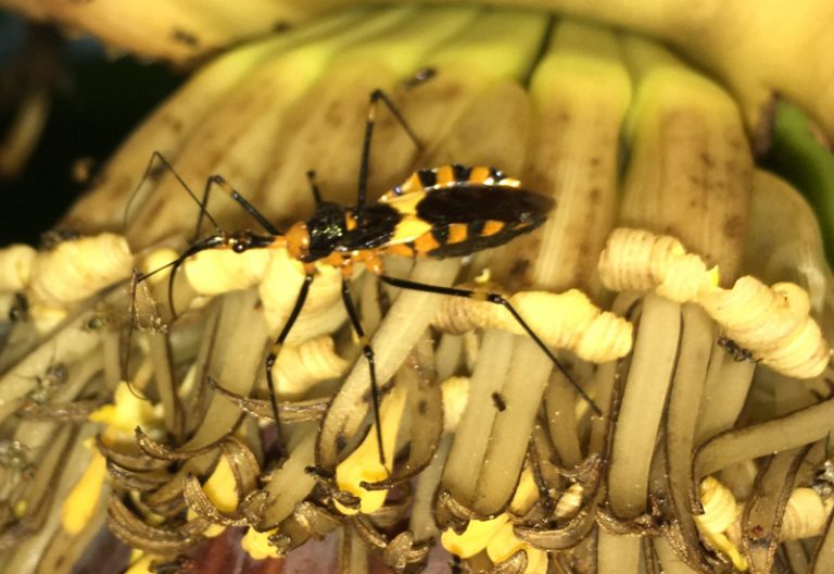Revealing the Reality: Can Assassin Bugs Fly? Get the Facts Here