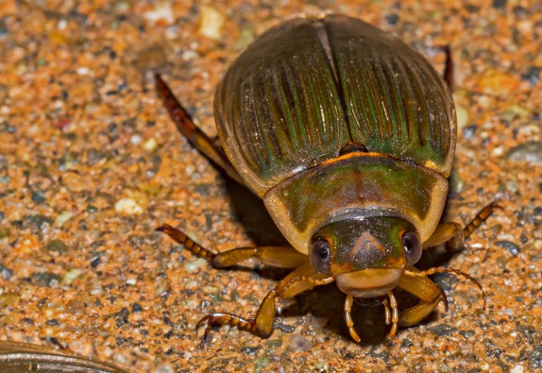 Diving Beetle - All You Need To Know - What's That Bug?