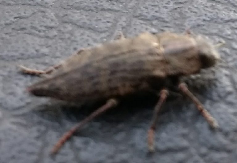 Metallic Bugs: Unraveling The Science Behind Their Shiny Appearances ...