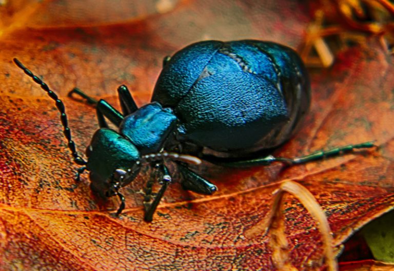 Are Oil Beetles Dangerous? A Quick Guide To Assessing Risks - What's ...