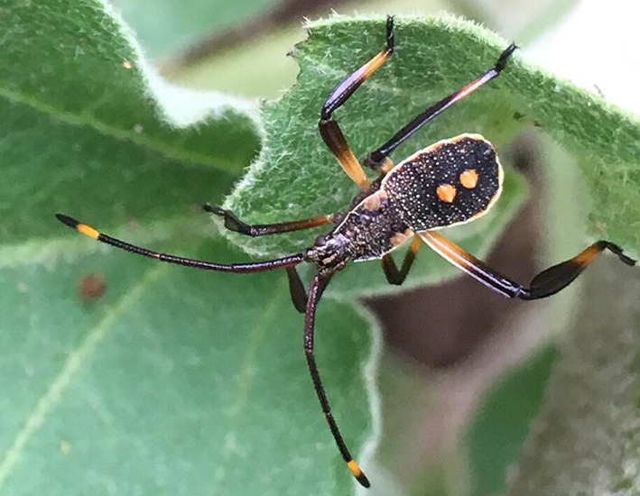 Crusader Bug: All You Need to Know in a Nutshell - What's That Bug?