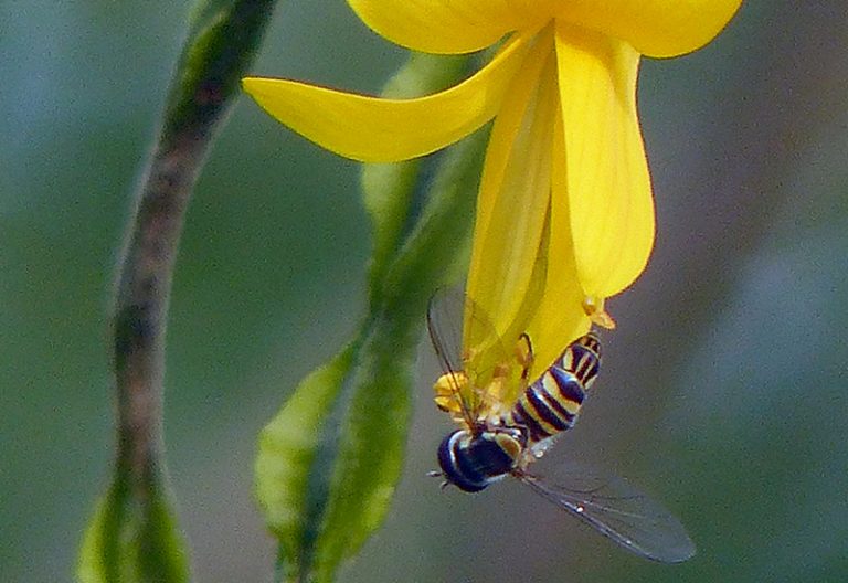Do Hoverflies Sting Like Sweat Bees? - What's That Bug?