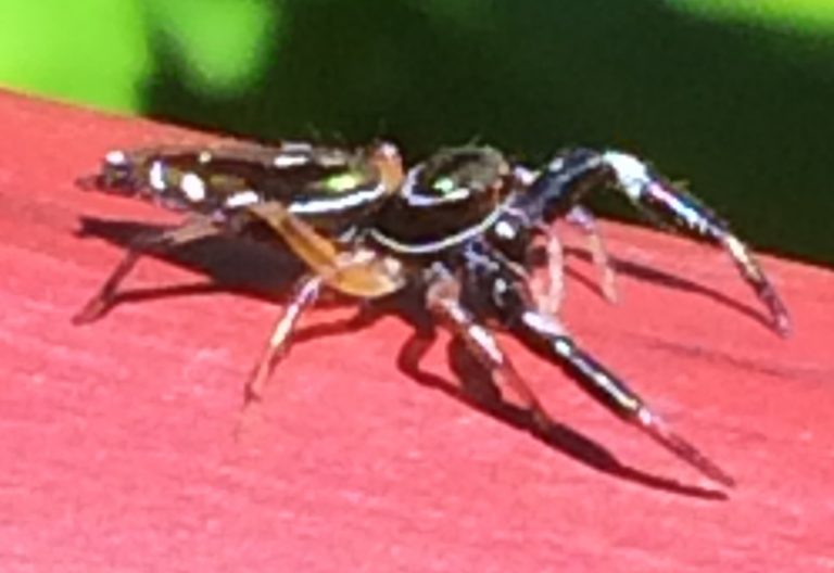 Are Jumping Spiders Smart? Unraveling The Truth Behind Their ...