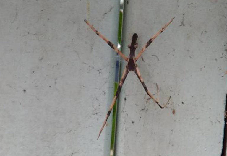 Net Casting Spider: All You Need To Know In A Nutshell - What's That Bug?