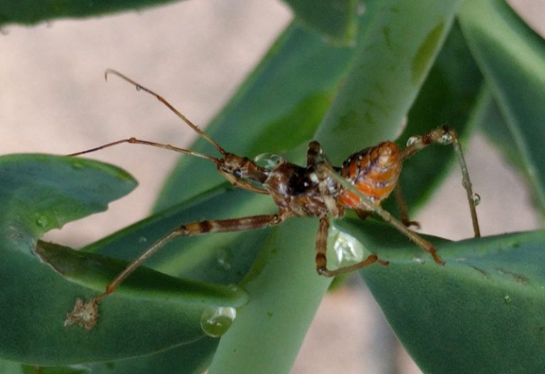 Are Assassin Bugs Dangerous? Here’s What You Should Know - What's That Bug?