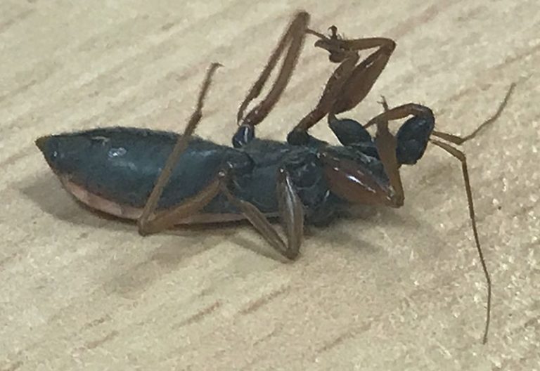 Are Assassin Bugs Dangerous? Here’s What You Should Know - What's That Bug?