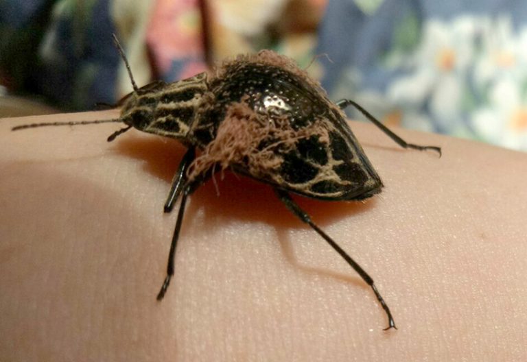 Darkling Beetle Life Cycle: A Fascinating Journey Explained - What's ...