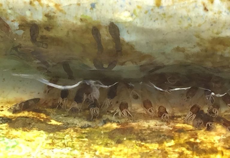 Black Fly: All You Need To Know For A Bug-Free Summer - What's That Bug?