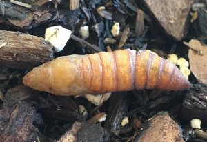 Exploring Moth Pupa: Everything You Need To Know For A Fascinating ...