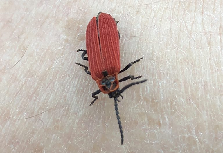 Net Winged Beetle: All You Need to Know in a Quick Guide - What's That Bug?