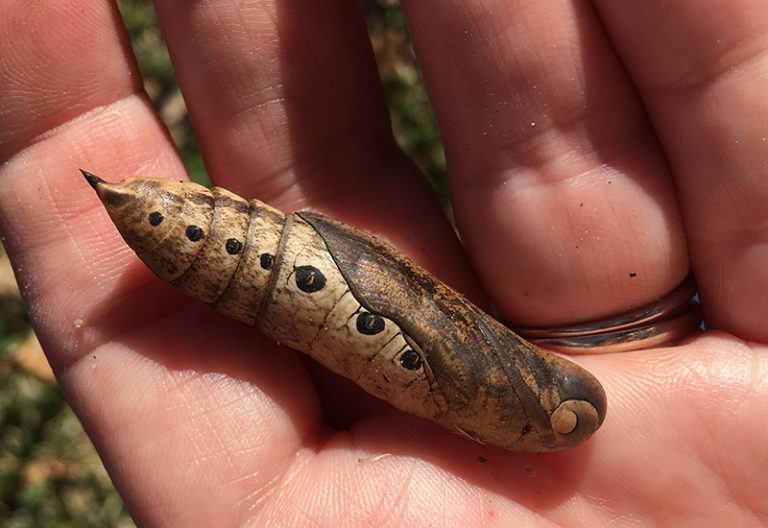 Sphinx Moth Pupa Explained: Key Insights For Enthusiasts - What's That Bug?