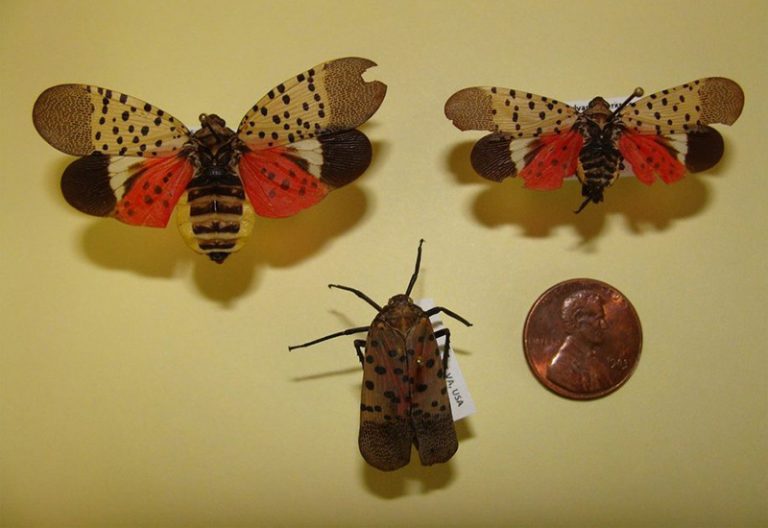 Spotted Lanternfly: All You Need To Know For A Bug-Free Life - What's ...
