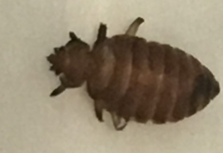 Drugstore Beetle Vs. Bed Bug: 4 Key Differences - What's That Bug?