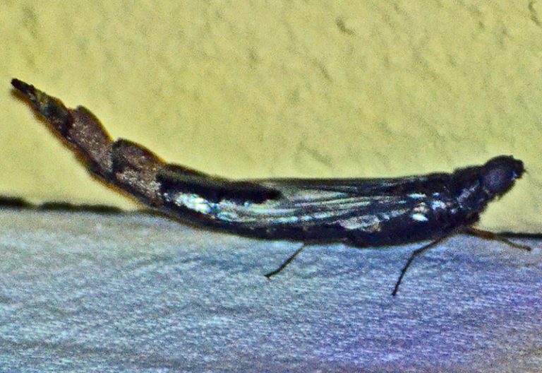 Ship Timber Beetle: Quick Facts For Curious Minds - What's That Bug?